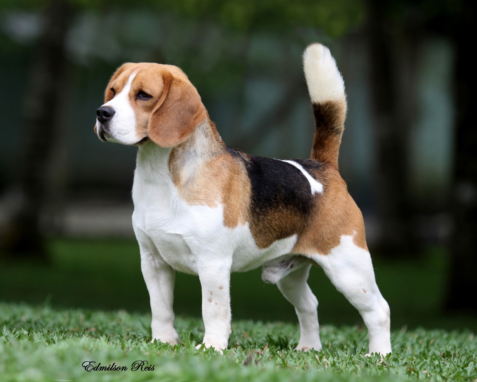 CANIL CÃES DO LESTE: BEAGLE