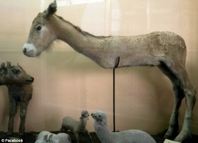 Get stuffed: The disturbing animals created when taxidermy goes wrong ...