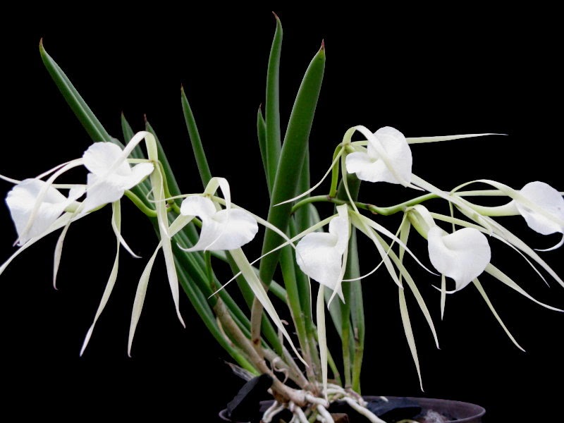 Orquídea Brassavola : El Mundo y sus Plantas