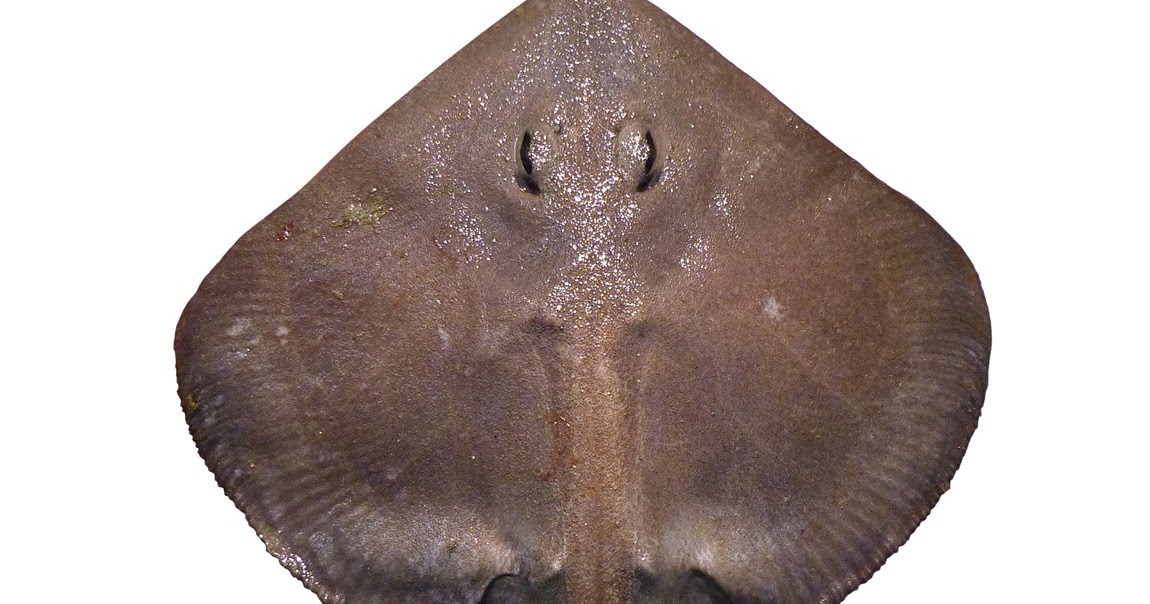 Species New to Science: [Ichthyology • 2017] Notoraja sereti • A New ...