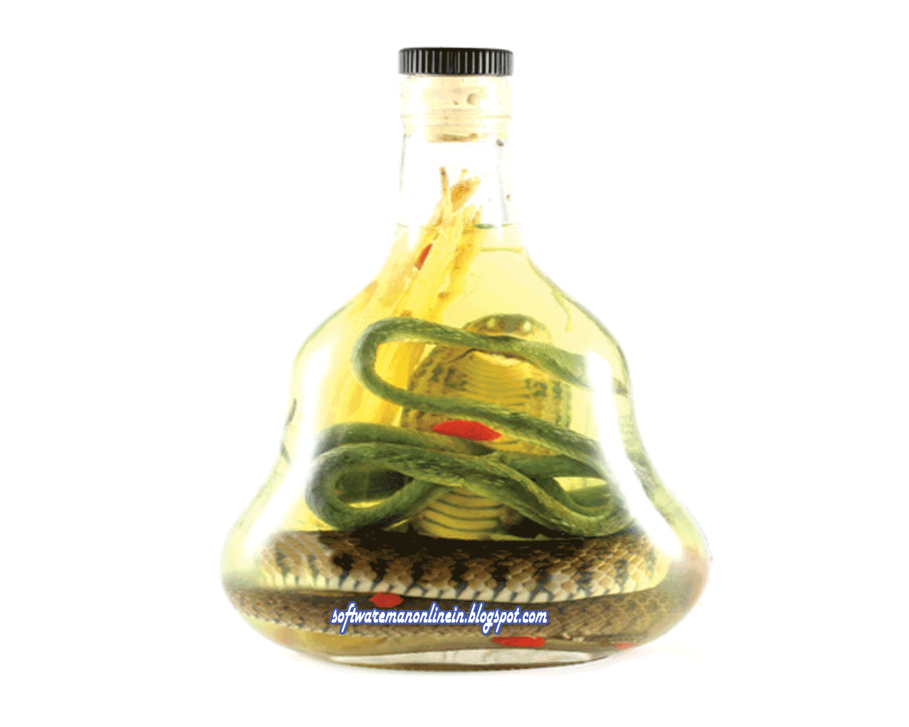 SCIENSITY: Chinese snake rum -3
