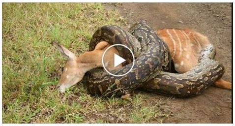 World's Deadliest - Python Eats Antelope