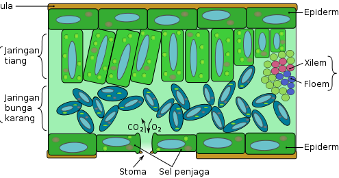 Anatomi Daun | ScienceAndri