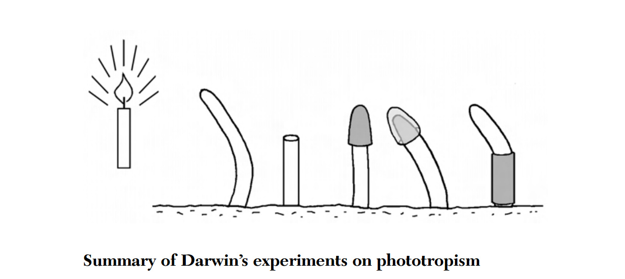 Ongzi's SecretGarden: Darwin : Phototropism