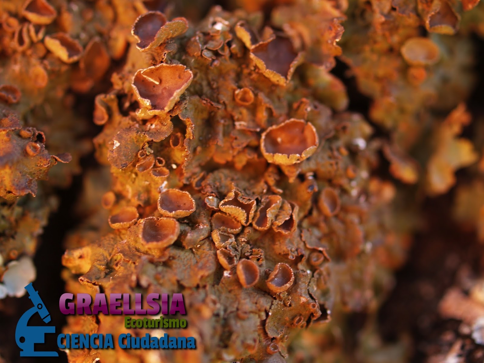 Cuaderno de Campo de Graellsia Ecoturismo: Taller de Líquenes (San ...