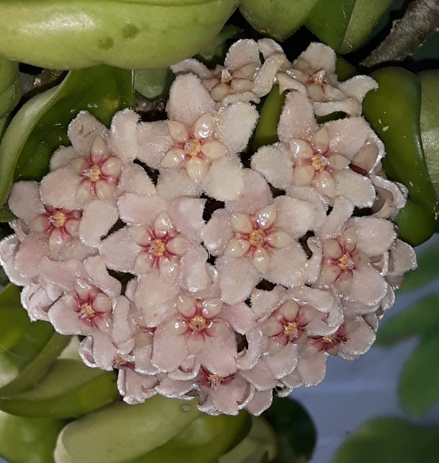 Gerrit's Hoya flowers: Hoya compacta
