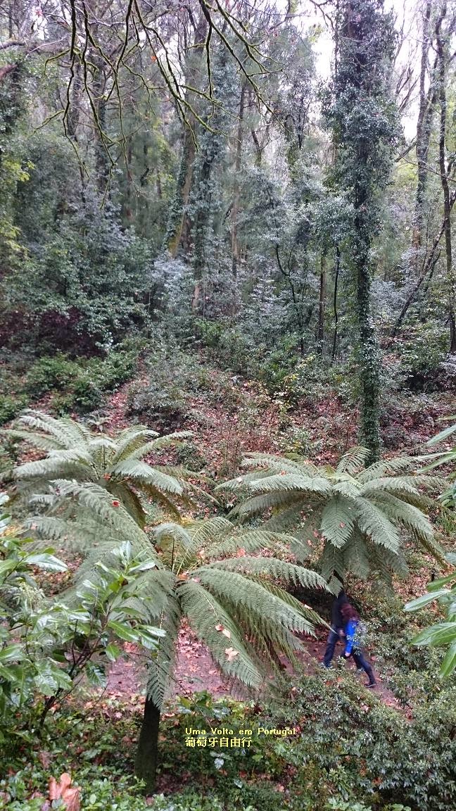 葡萄牙自由行 Uma Volta em Portugal : Buçaco Part 1 ~ 國家森林篇 / Buçaco Part 1 ...
