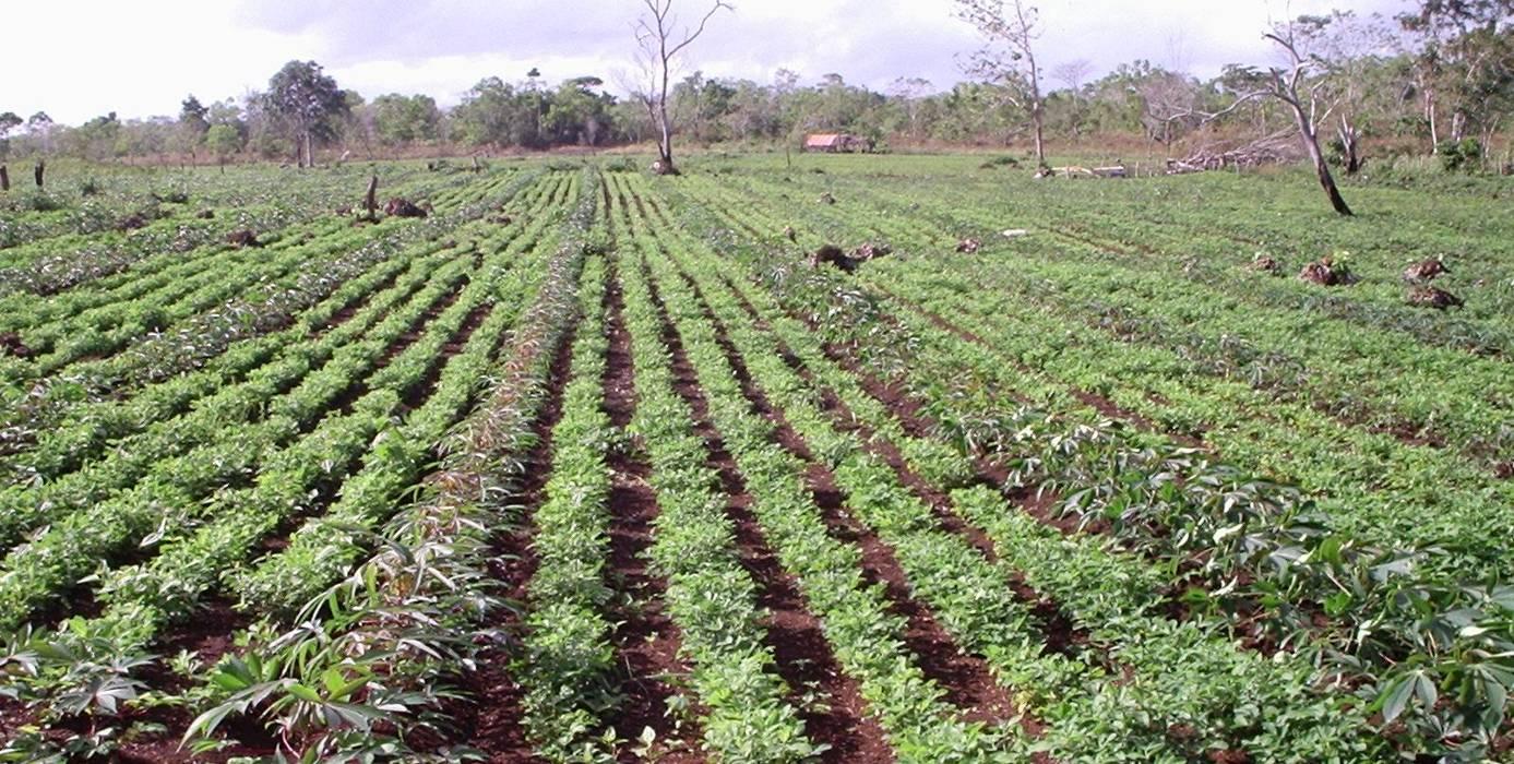 Proses Pembuatan Embal | BUMI JARGARIA