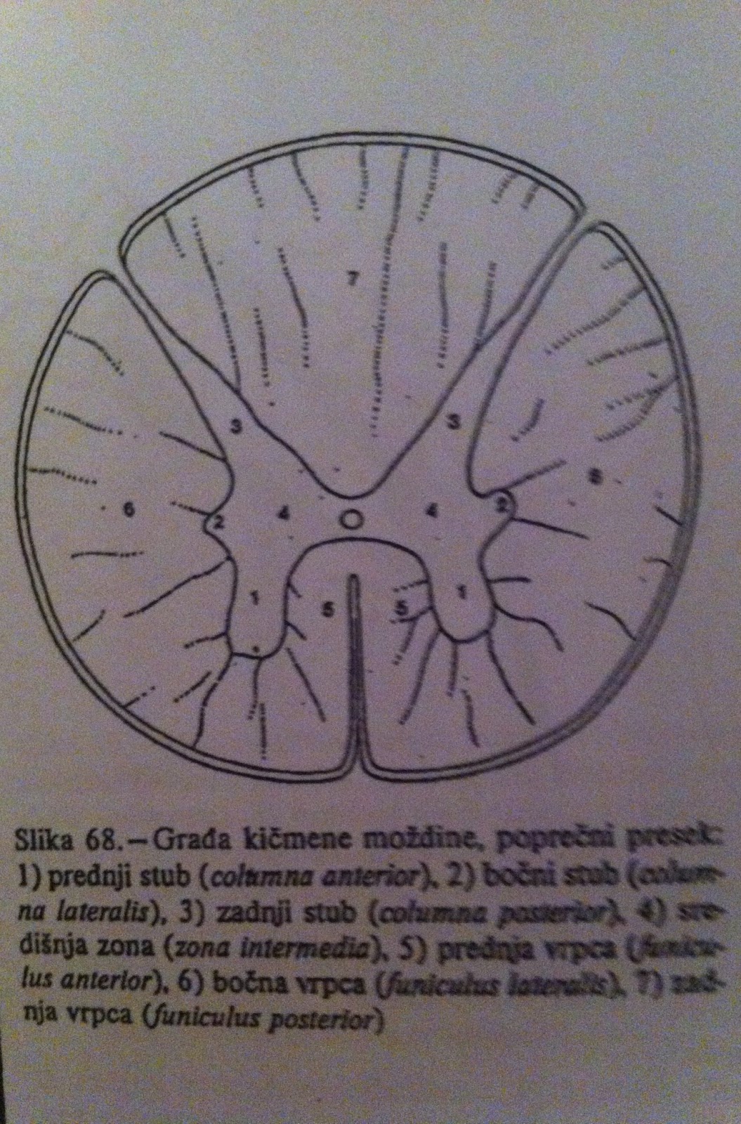 Latinski jezik za medicinske škole: KIČMENA MOŽDINA