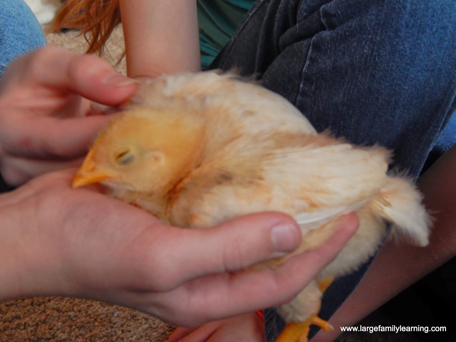 Large Family Learning : Raising Baby Chicks: 2 Weeks Old (Part 2 ...