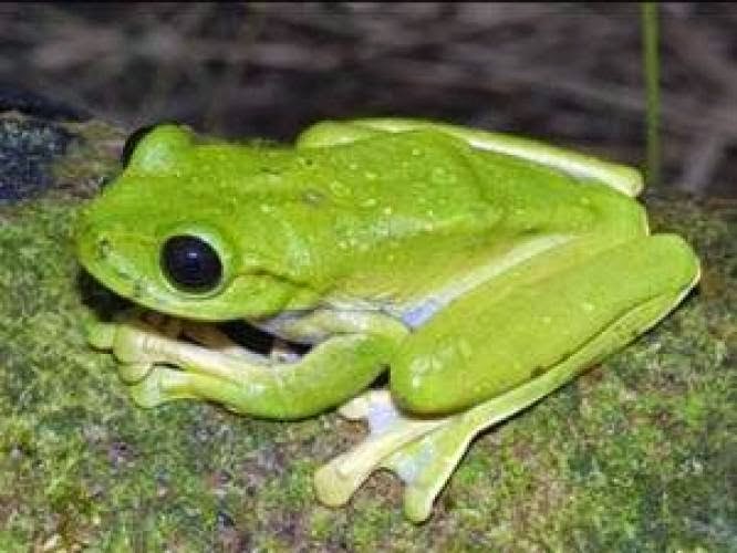 Hewan Amfibi, Ciri-ciri dan Contohnya - SitusHewan.com