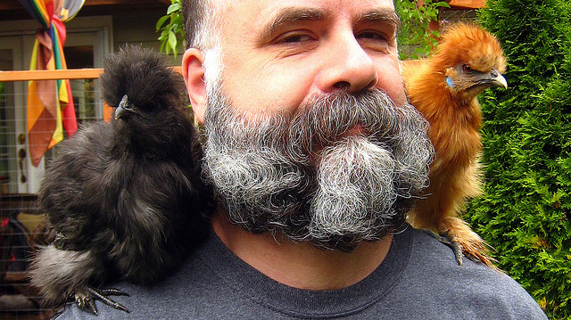 The Silkie – Tribble Rabbit Muppet Chicken Thingy | The Ark In Space