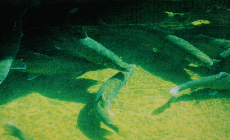 Birch Lodge Blog: Eckerman, MI Trout Pond