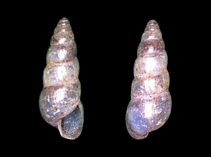 Moluscos terrestres de Argentina: 2016