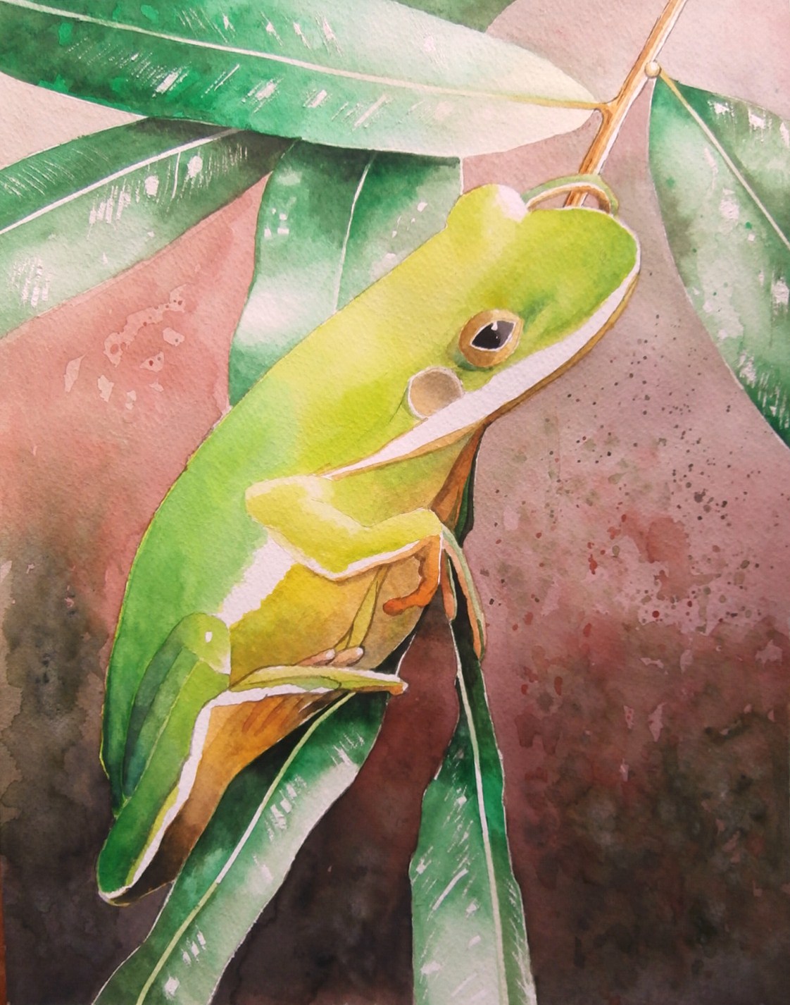 Tom Bose Watercolors: No. 23: Green Tree Frog Watercolor