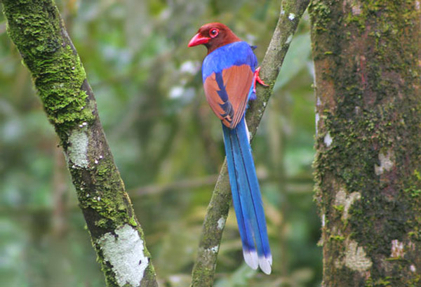 Sri Lankan Endemic Birds: Kahibella - Lanka Blue Magpie (Urocissa ornata)