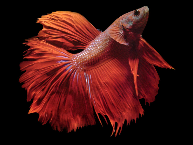 Siamese Fighting Fish - Betta splendens ~ Nice Betta