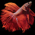 Tomi Mouthbrooder - Betta tomi ~ Nice Betta