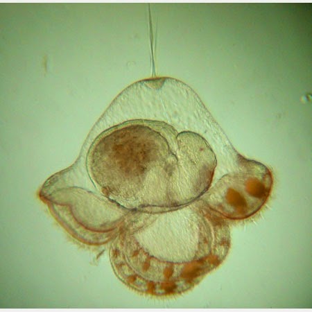 Fernanda López: LARVA PILIDIUM