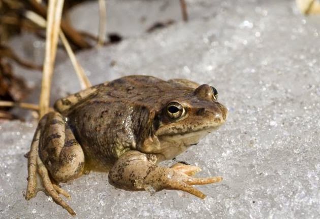 La Hormiga y la Cigarra: ¿Cómo hacen las ranas para tolerar el frío ...