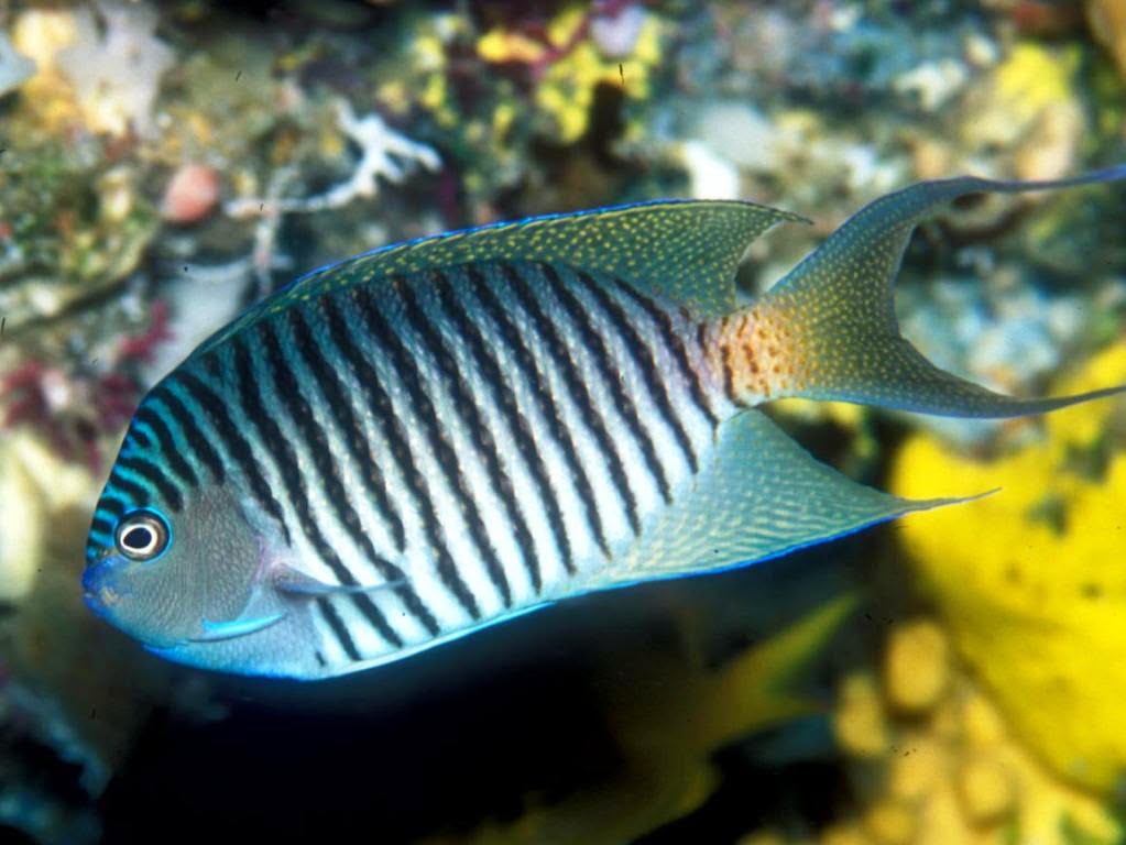 Angelfish - Ikan Angel