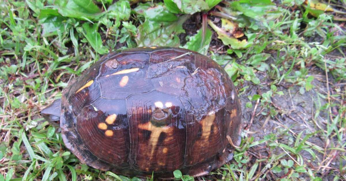 My Father's World: First Scarback Sighting