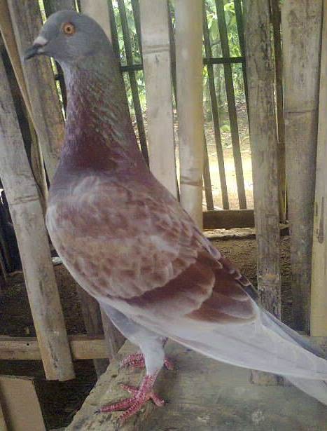 SPESIALIS MERPATI: MERPATI BALAP TINGGIAN ATAU KOLONGAN