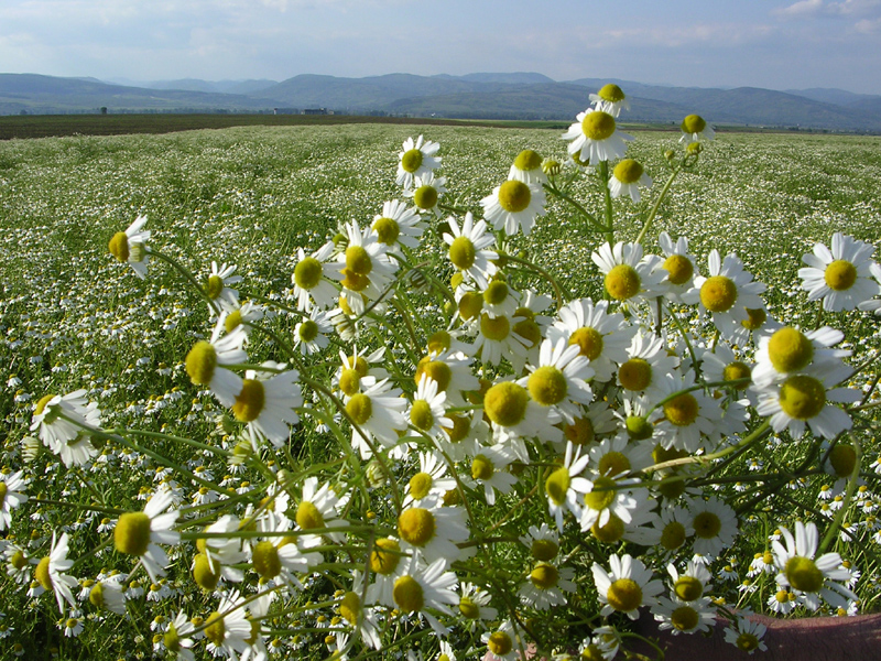 Seminte de sunatoare si musetel