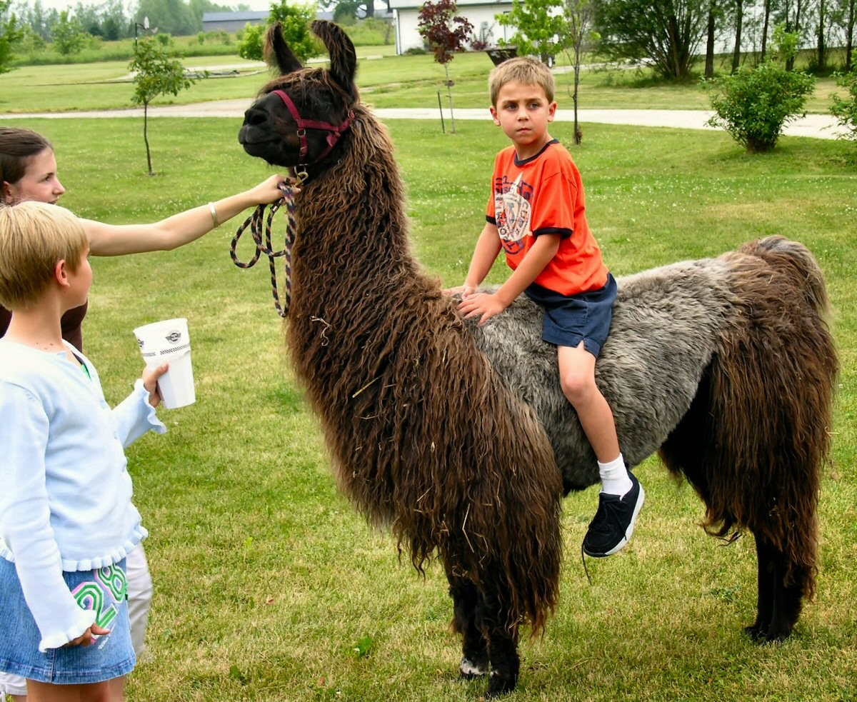 Autumn Hill Llamas & Fiber: Our Lamas