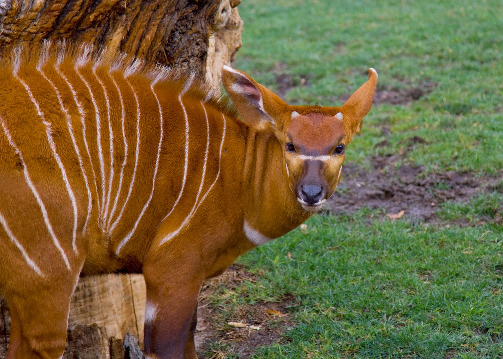 ΜΠΟΝΓΟΣ (BONGOS) photos - wallpapers | the fun bank