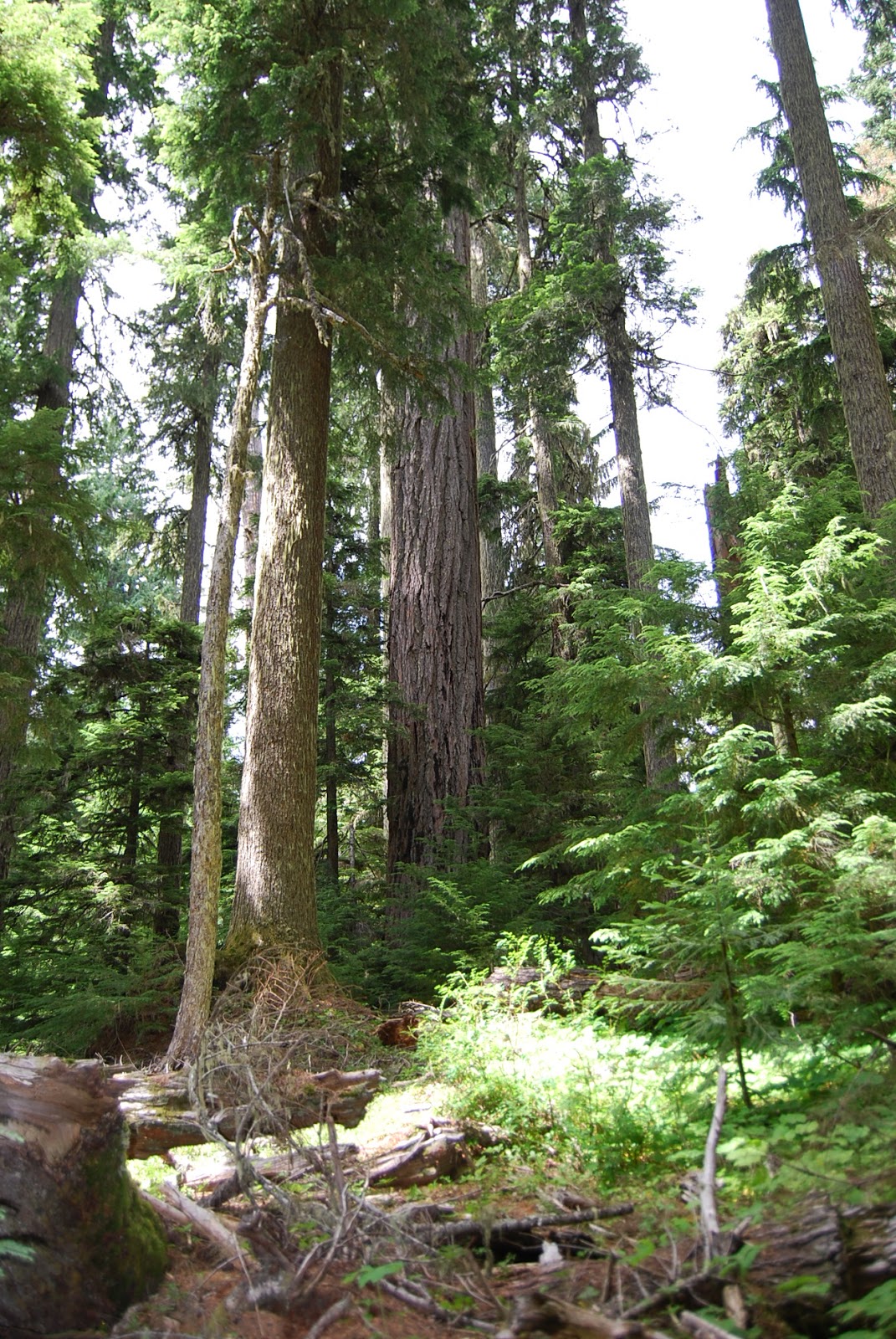 Wilamar Farm: Emile Big Tree Botanical Area
