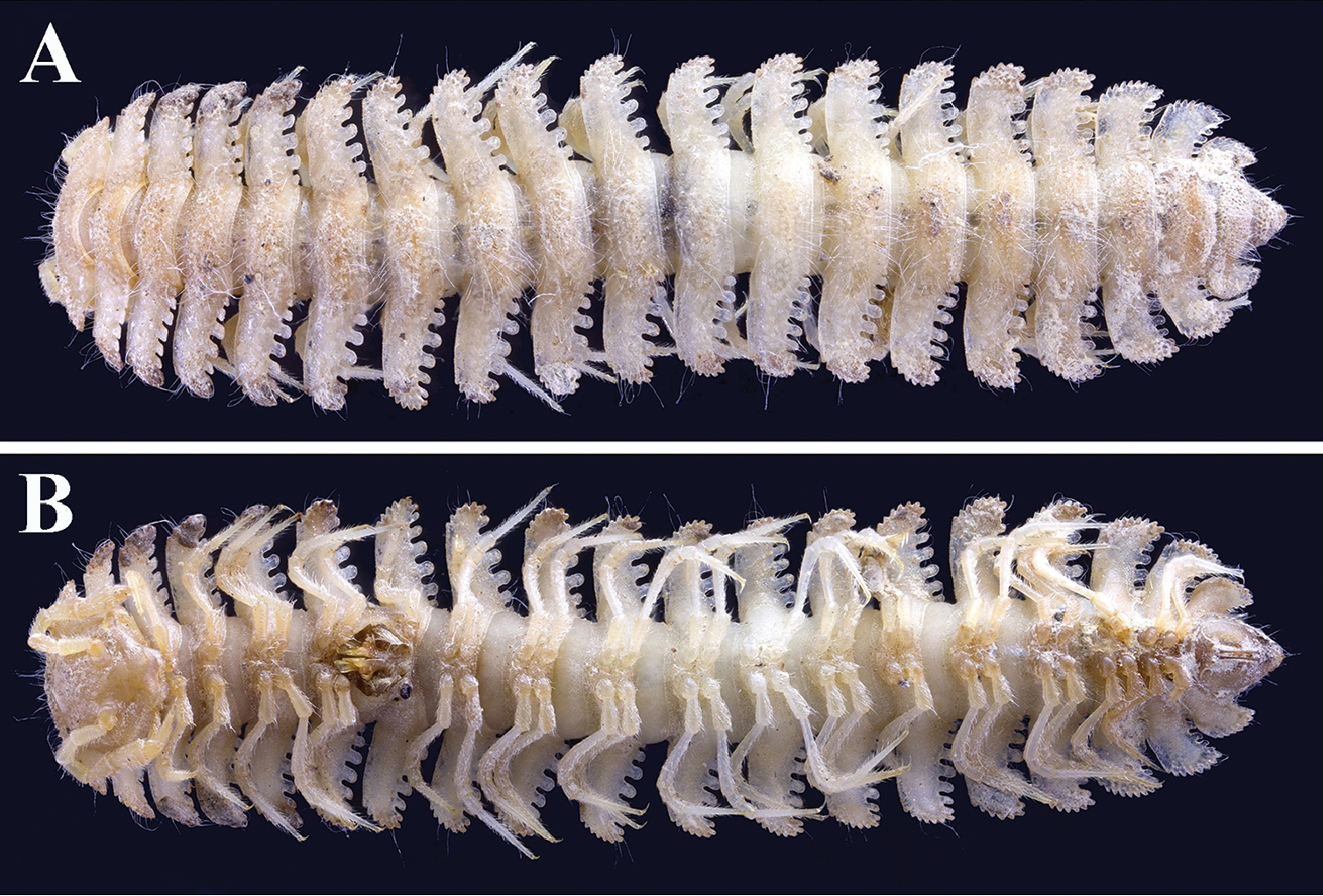 La Biología Subterránea: un mundo por descubrir: Nuevos diplópodos ...