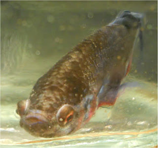 Betta Disease: Velvet ~ Nice Betta