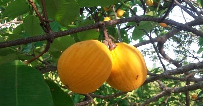 Dây trái guồi-Willughbeia cochinchinensis (Pierre) K.