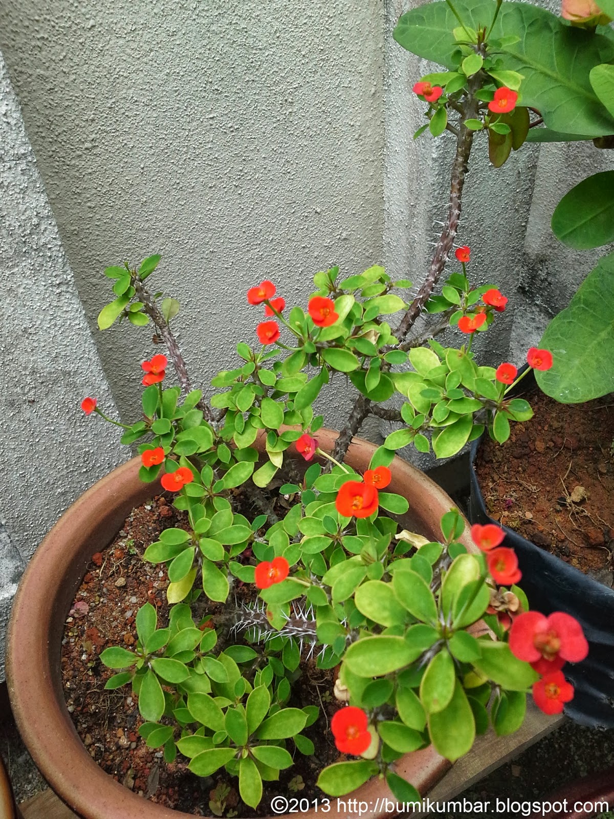 our passion I our career I our business: Euphorbia milii~Pokok Raja ...