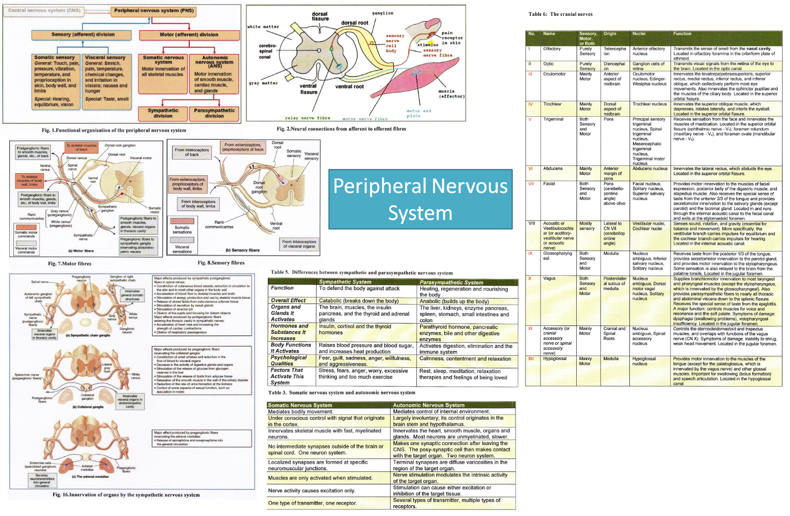 Medical Concept maps : Nervous system