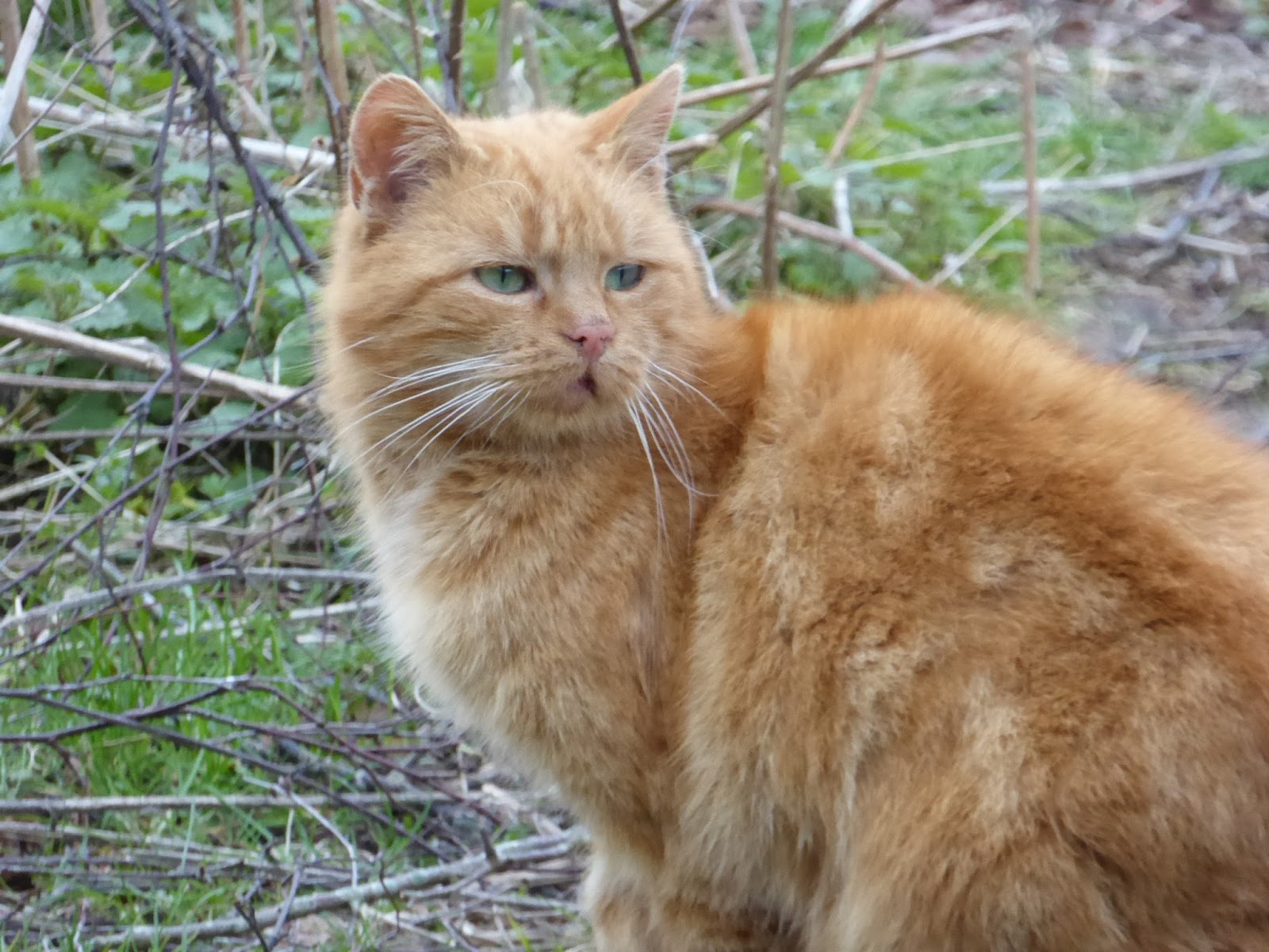 L'Arbrachats: Milroux, jeune chat roux à adopter