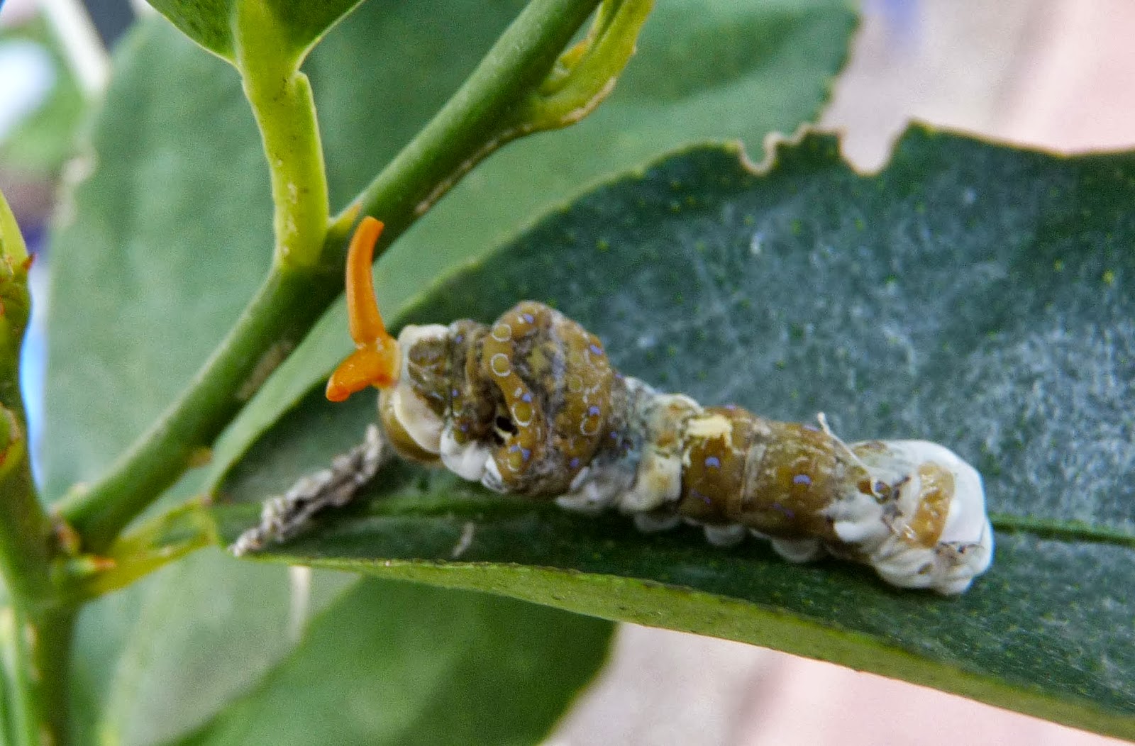 Your Daily Dose of Sabino Canyon: Slug bug