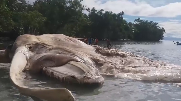 CRIATURAS Y HUMANOIDES: RESTOS DE "MONSTRUO MARINO" EN COSTAS DE INDONESIA