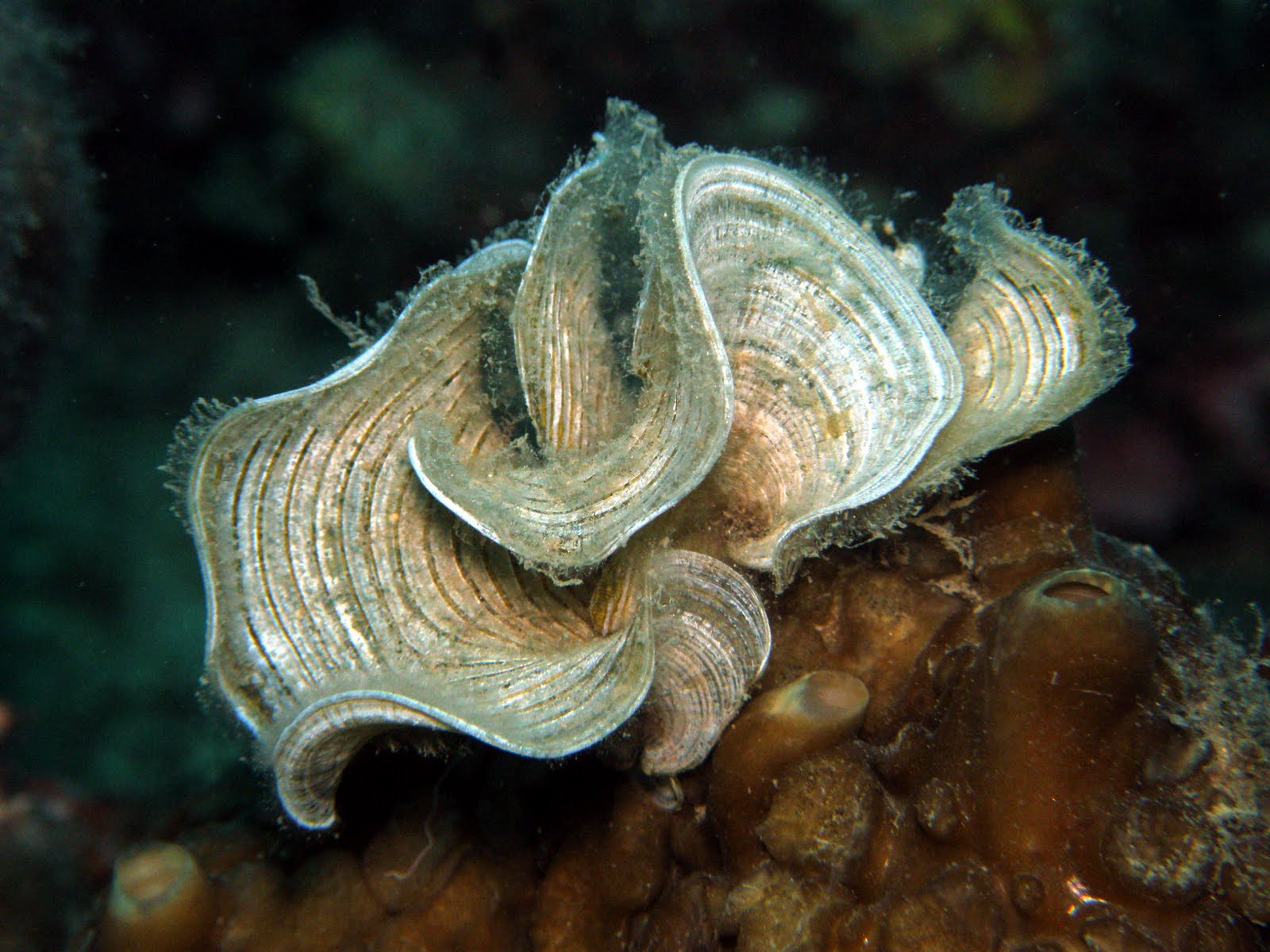 Iluminación Profunda: Padina pavonica (Port de la Selva)