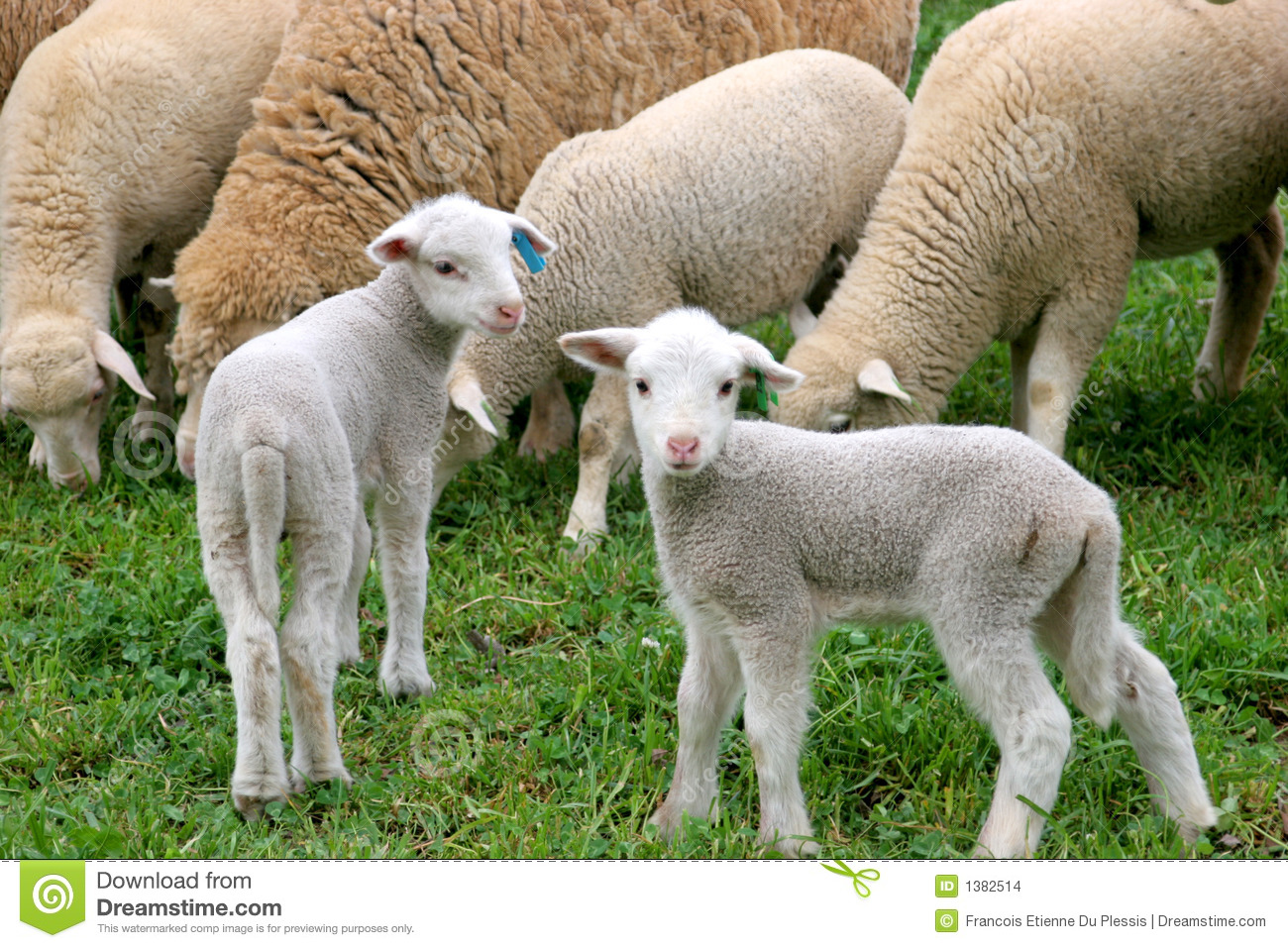 Goioxim Noticias : Prosa Rural - Sistemas de terminação de cordeiros