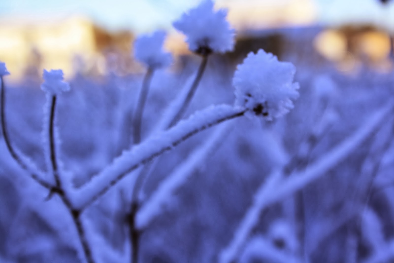 villa Luhta: Pakkanen