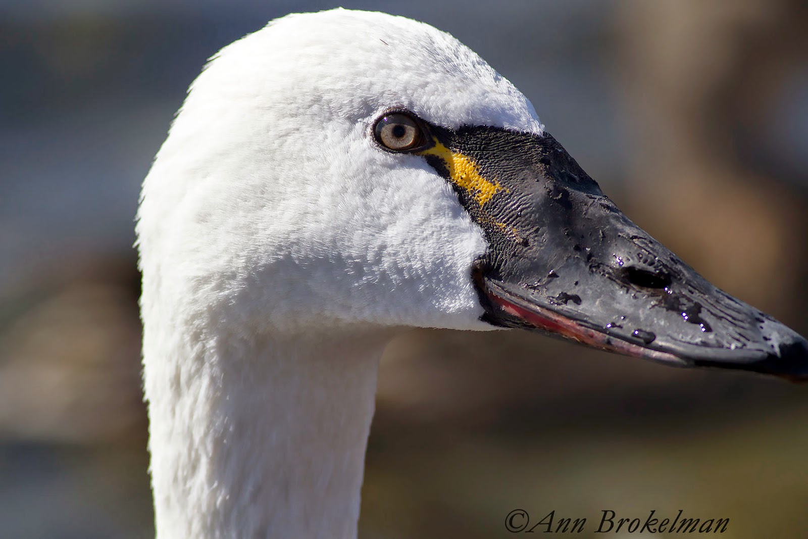 Ann Brokelman Photography: Tundra Swan in Toronto March 2015