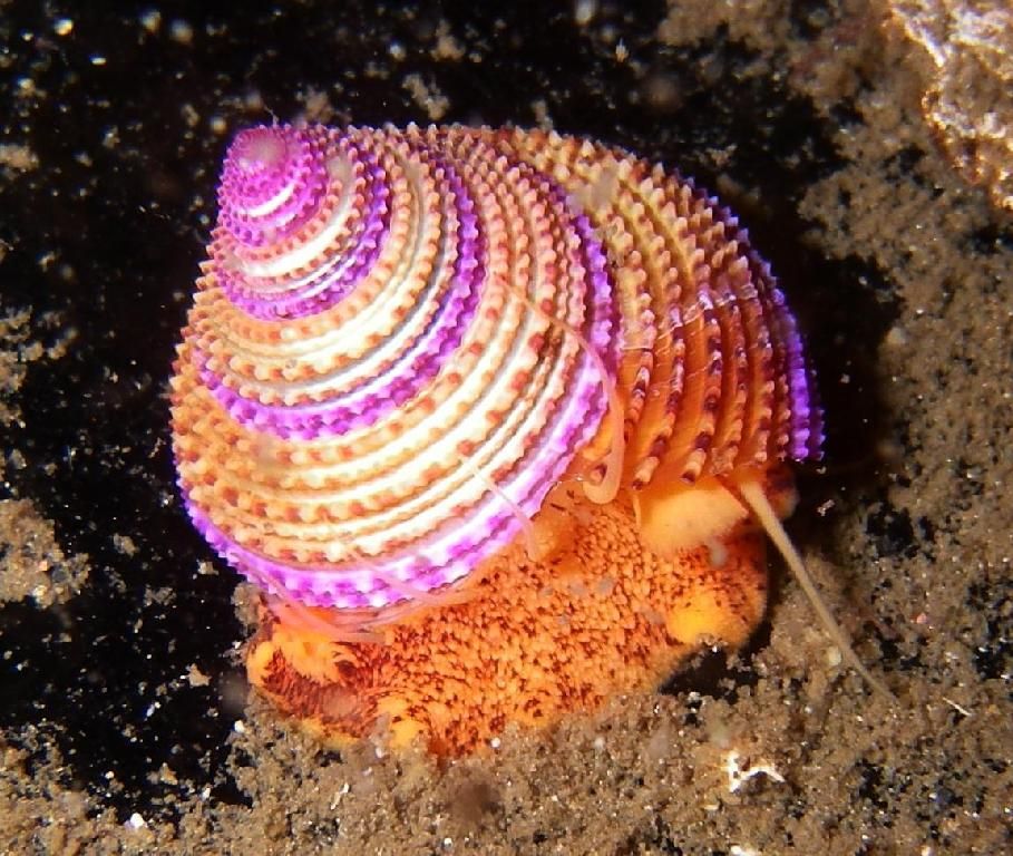 Real Monstrosities: Jeweled Top Snail