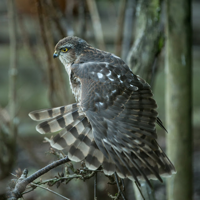TrogTrogBlog: Fan-tailed sparrowhawk