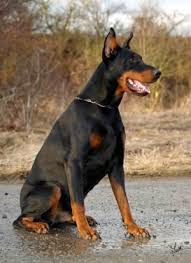 Dog Breeds: Dog Breeds