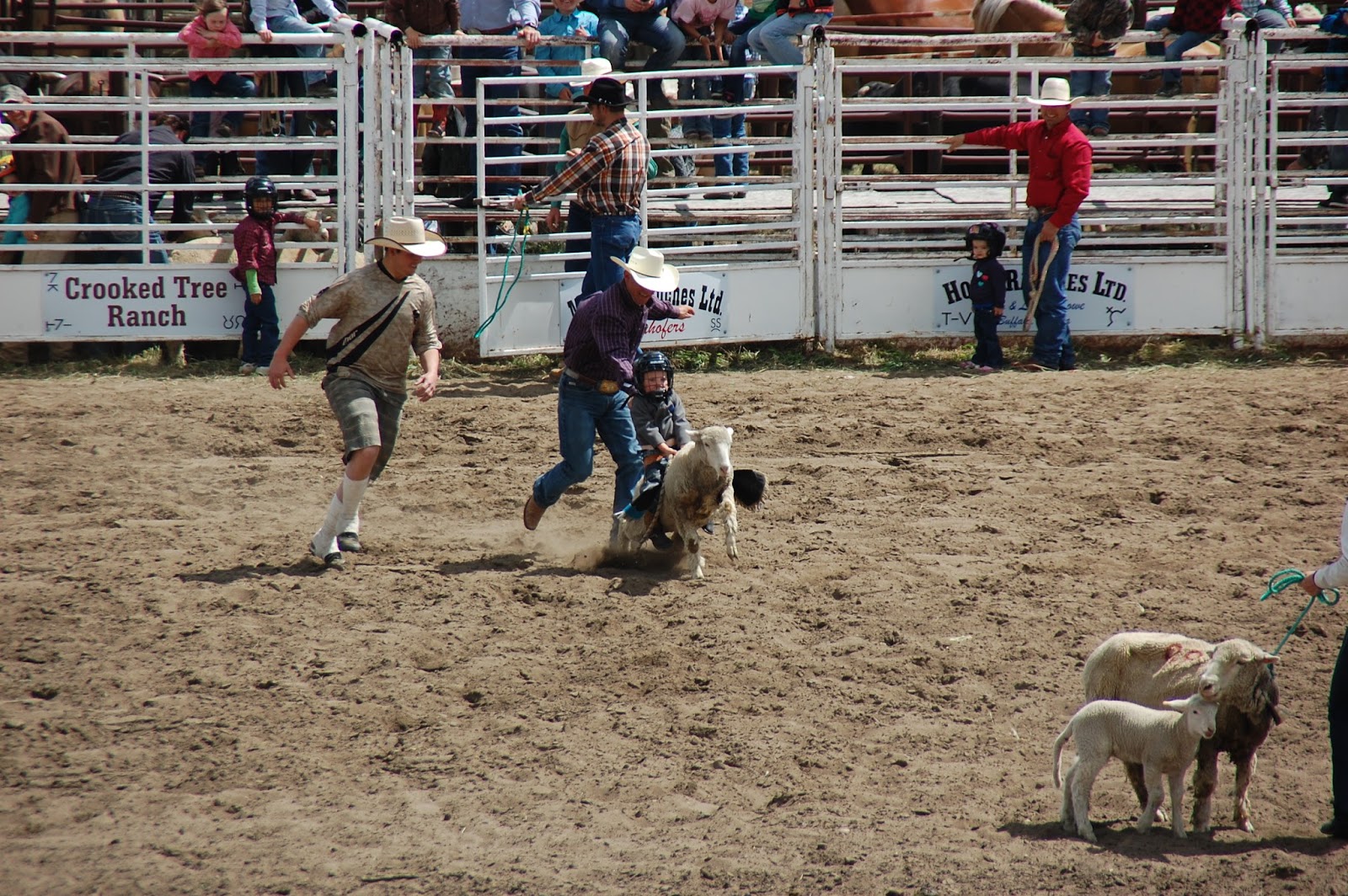En rejsedagbog: Buffalo Rodeo
