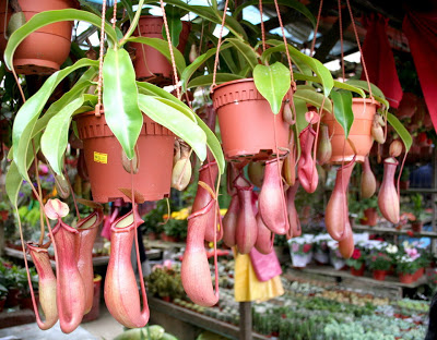 Hiking & Gardening: Keistimewaan Pokok Periuk Kera