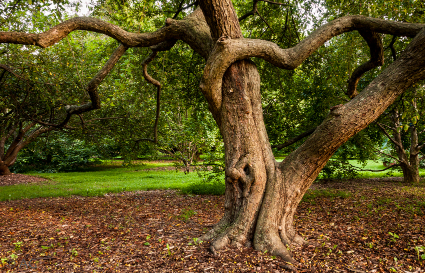 Ankit's Photography Blog: Trees with Character