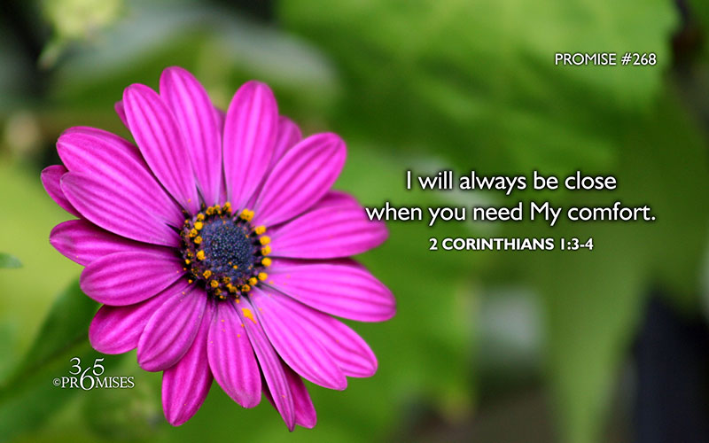 The God of Comfort {2 Corinthians 1} - Women in the Word